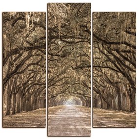 Obraz na plátně - Historické dubové stromy lemované polní cestou - čtverec 3239FC (105x105 cm)