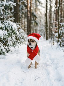 Sinsay - Šála a čepice Santa Clause pro domácí mazlíčky - červená