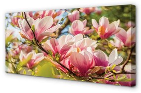 Obrazy na plátně růžová magnolie 125x50 cm