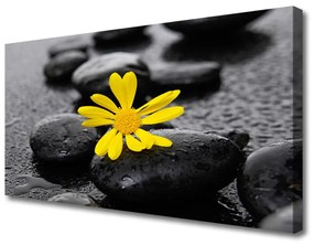 Obraz na plátně Květ Kameny Rostlina Lázně 120x60 cm