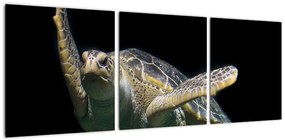 Obraz plovoucí želvy