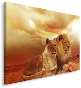 Obraz na plátně, Lvi Zvířata Afrika Brown - 90x60 cm