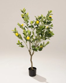 Citrónovník Classic v květináči 125 cm