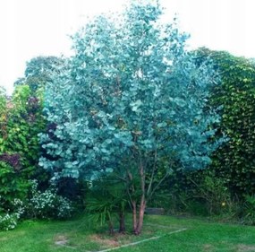 Eukalyptus gunnii 'Azura' 90 cm - Blahovičník