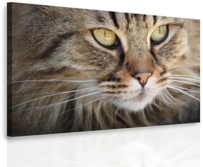 Malvis ® Obraz Kočičí oči Velikost: 150x100 cm