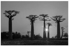 Obraz na plátně - Baobaby. 105ČA (60x40 cm)