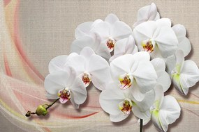 Samolepící tapeta bílá orchidej na plátně - 150x270