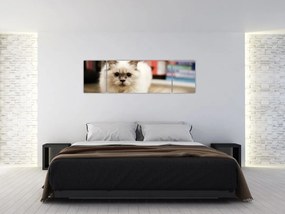 Obraz bílé kočky (170x50 cm)