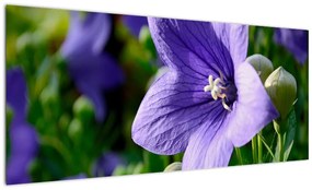 Květiny - obraz (100x40cm)