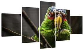 Obraz papouška (125x70 cm)
