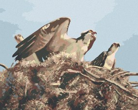 zuty zuty - malování podle čísel - orel v hnízdě (d. rusty rust), 40x50 cm, plátno+rám