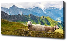 Wallmuralia Moderní obraz canvas na rámu Ovce v Alpách 100x50