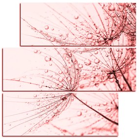 Obraz na plátně - Pampeliška s kapkami vody - čtverec 3203KD (75x75 cm)