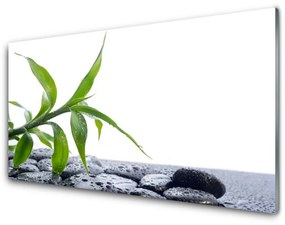 akrylový obraz List Příroda Kameny Rostlina 100x50 cm