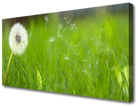 Obraz na plátně Pampeliška Tráva Rostlina 120x60 cm
