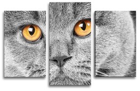 Sablio Obraz - 3-dílný Kočičí pohled - 75x50 cm