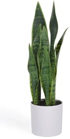 Umělá rostlina (výška 55 cm) Sansevieria – Kave Home