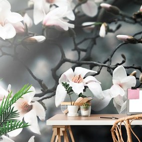 Samolepící fototapeta probouzející se magnolie - 150x100 cm