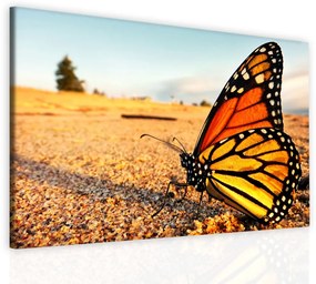 Jednodílný obraz motýl Velikost (šířka x výška): 150x100 cm