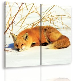 Vícedílný obraz - Spící liška