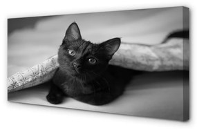 Obrazy na plátně Kočka pod přikrývkou 125x50 cm