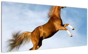 Obraz koně na zadních (100x40cm)