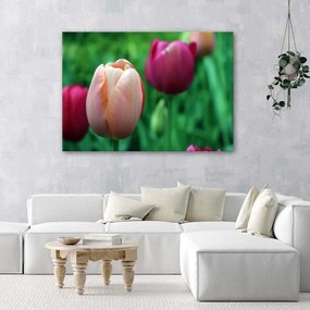 Obraz na plátně Tulipán Růžové květiny - 100x70 cm