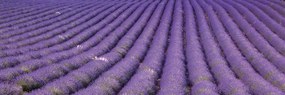 Fototapeta na linku Lavender Field 180 x 60 cm KI180-029