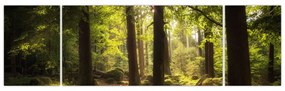 Obraz snového lesa (170x50 cm)
