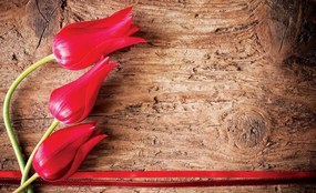Postershop Fototapeta vliesová: Červené tulipány (2) - 254x368 cm
