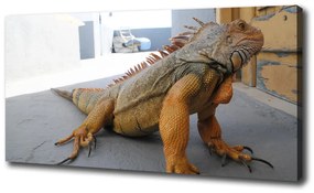 Wallmuralia Foto obraz na plátně Iguana 100x50