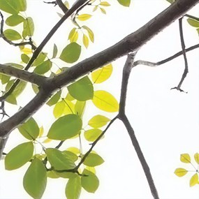 Malvis ® Tapeta větev stromu Vel. (šířka x výška): 288 x 200 cm
