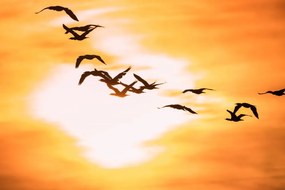 Obraz Ptáci Kormoráni Nedostatek Nedostatek Plátno Canvas 100x70