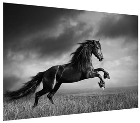 Černobílý obraz koně (100x70 cm)
