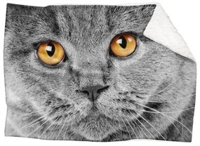 IMPAR Fleecová deka Kočičí pohled 150x120 cm (Rozměr : 150 x 120 cm, Podšití beránkem: ANO)