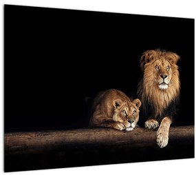 Skleněný obraz - Lev a lvice (70x50 cm)