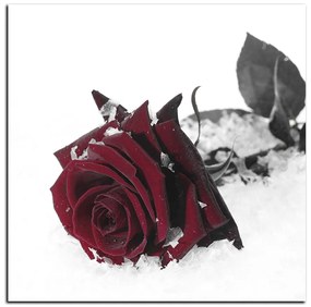 Obraz na plátně -  Růže na sněhu - čtverec 3103FA (80x80 cm)