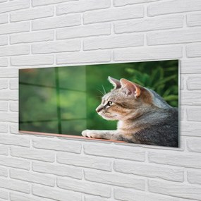 akrylový obraz vypadající kočka 120x60 cm