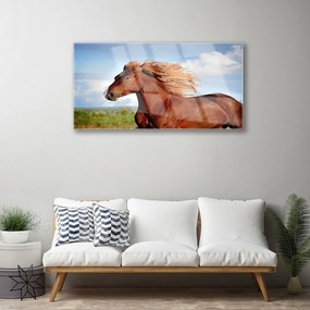Obraz na skle Kůň Zvířata 125x50 cm