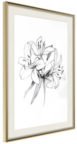 Artgeist Sketch of Lillies Velikosti (šířkaxvýška): 20x30, Finální vzhled: Zlatý rám s paspartou