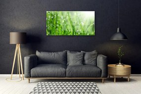 Plexisklo-obraz Příroda Tráva Kapky 100x50 cm