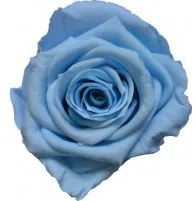 Hlavy růží - mini 12 ks Sky blue - světle modrá