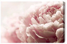 Obraz Pivoňky Růže V Pastelových Barvách Nedostatek Nedostatek Přírodní plátno 100x70