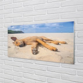 akrylový obraz Ležící pes pláž 125x50 cm