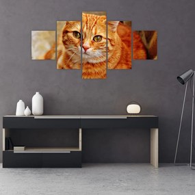 Obraz ležící kočky (125x70 cm)