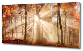 Wallmuralia Foto obraz fotografie na skle Mlha v lese podzim 100x50