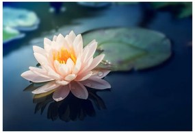 Fototapeta Lotosový květ rybník 104x70