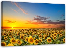 Obraz na plátně Slunečnice Květiny Západ slunce - 120x80 cm