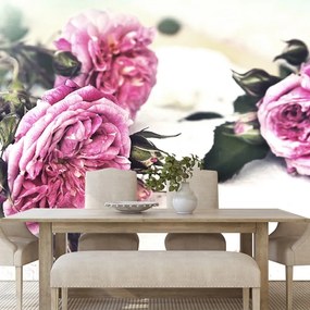 Fototapeta růže v rozkvětu - 300x200 cm