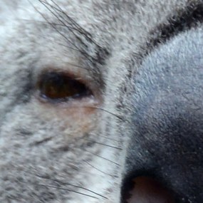 Malvis Tapeta Koala Vel. (šířka x výška): 432 x 290 cm